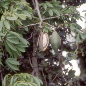 Ceiba Tree Symbolizes Hope for Puerto Rico | Puerto Rico 51st