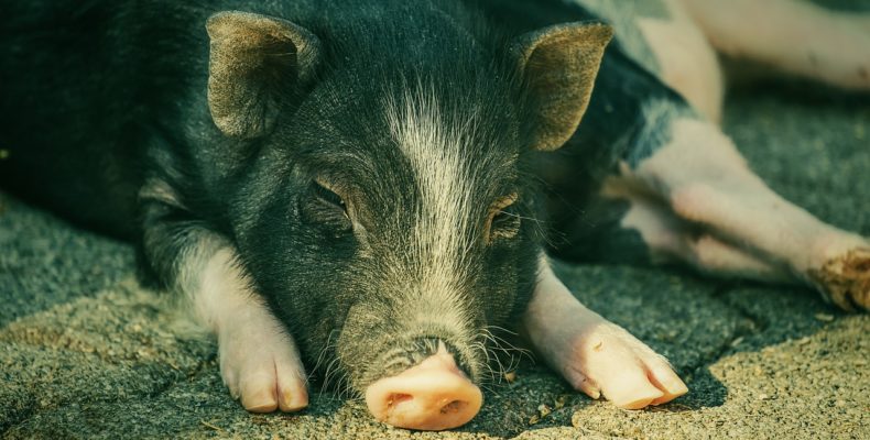 Feral Pigs in Puerto Rico | Puerto Rico 51st