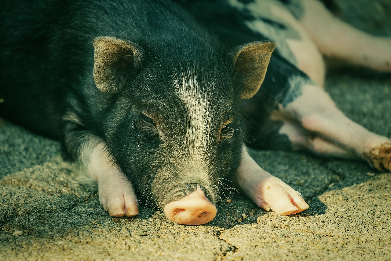 Feral Pigs in Puerto Rico | Puerto Rico 51st