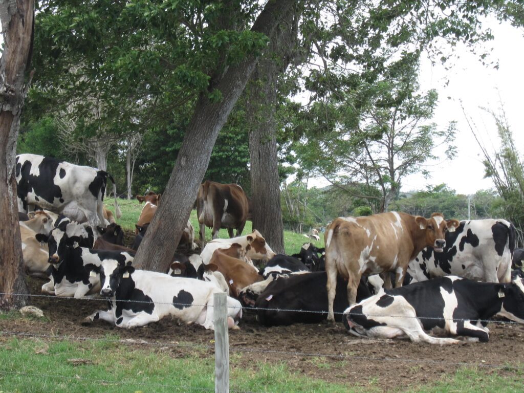 Dairy Farming in Puerto Rico | Puerto Rico 51st