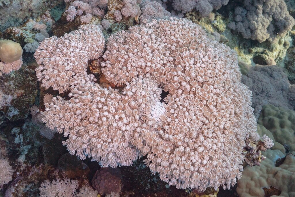 Invasive Coral Hits Puerto Rico | Puerto Rico 51st